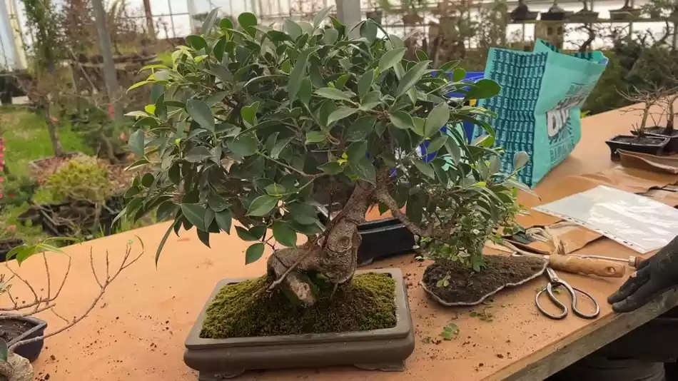 Cuándo y cómo podar un Ficus de forma EXPERTA: Guía completa